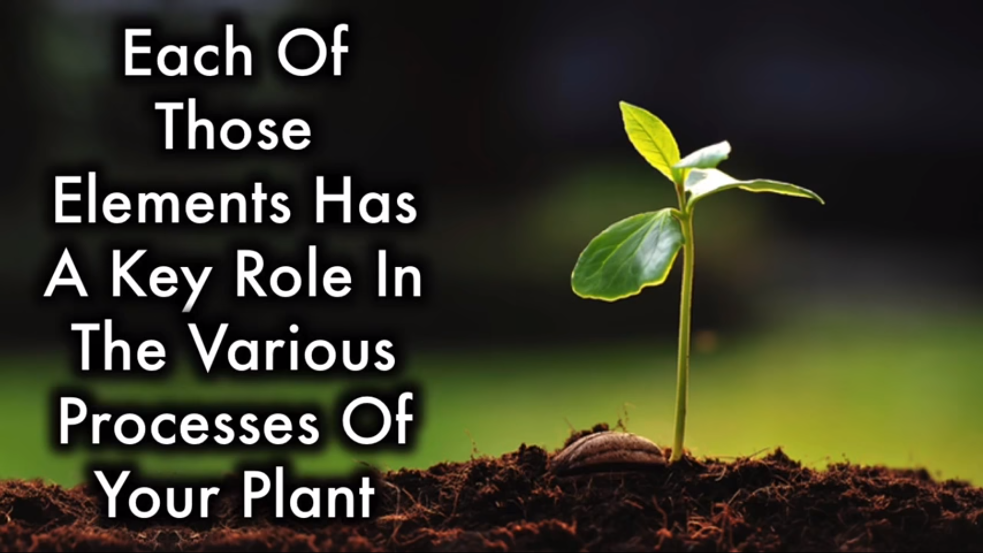 7 Unusual Things that will keep your Garden blooming forever